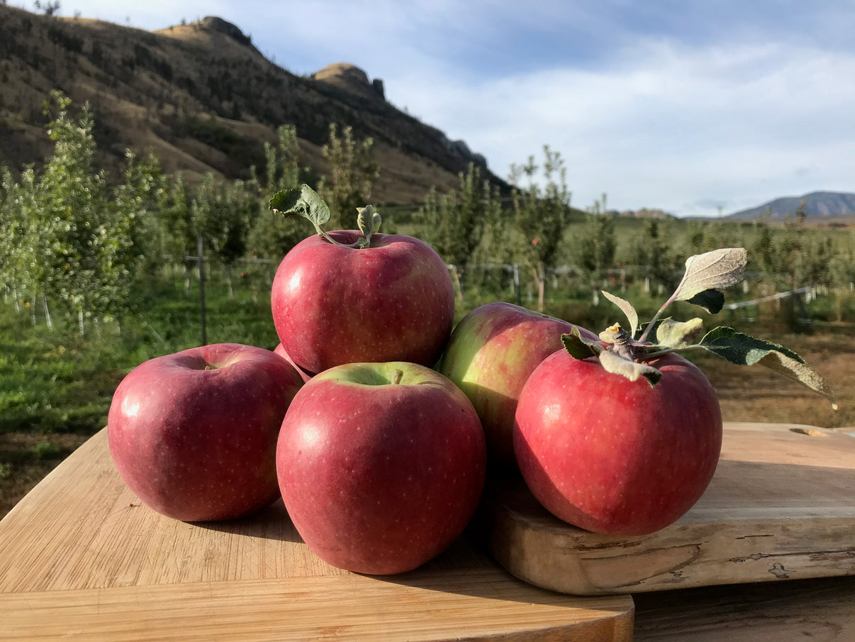 Stayman apples – Whitestone Mountain Orchard