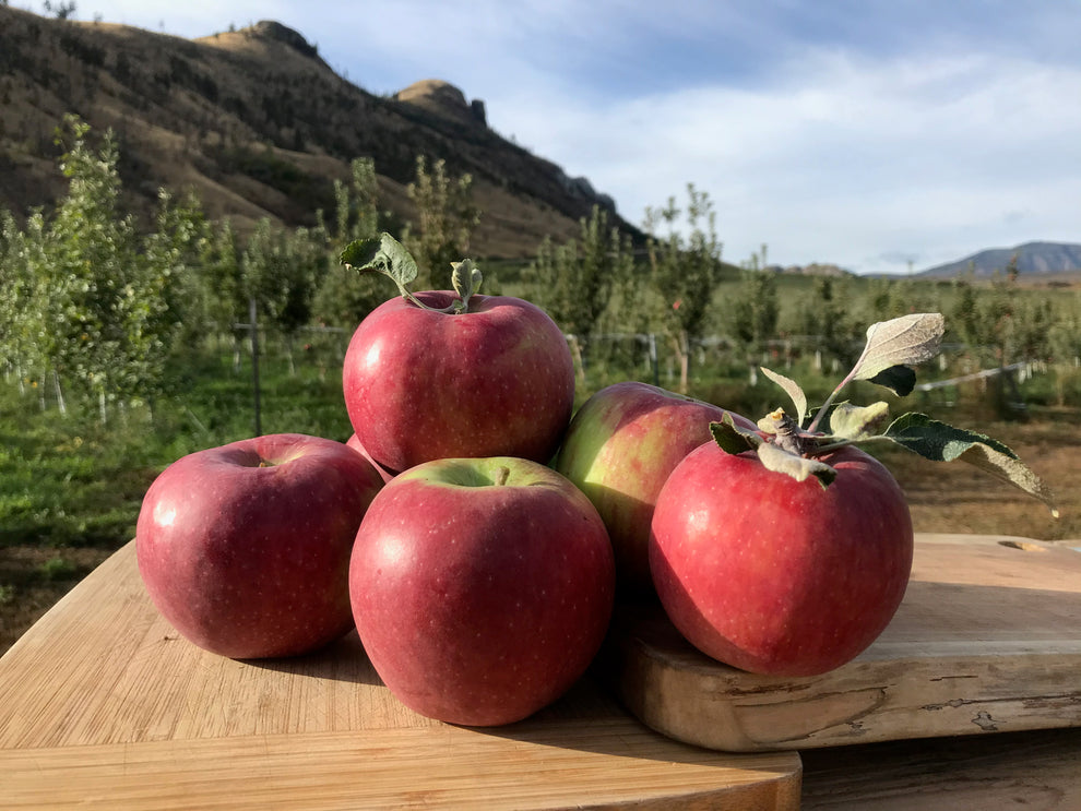 Stayman apples – Whitestone Mountain Orchard